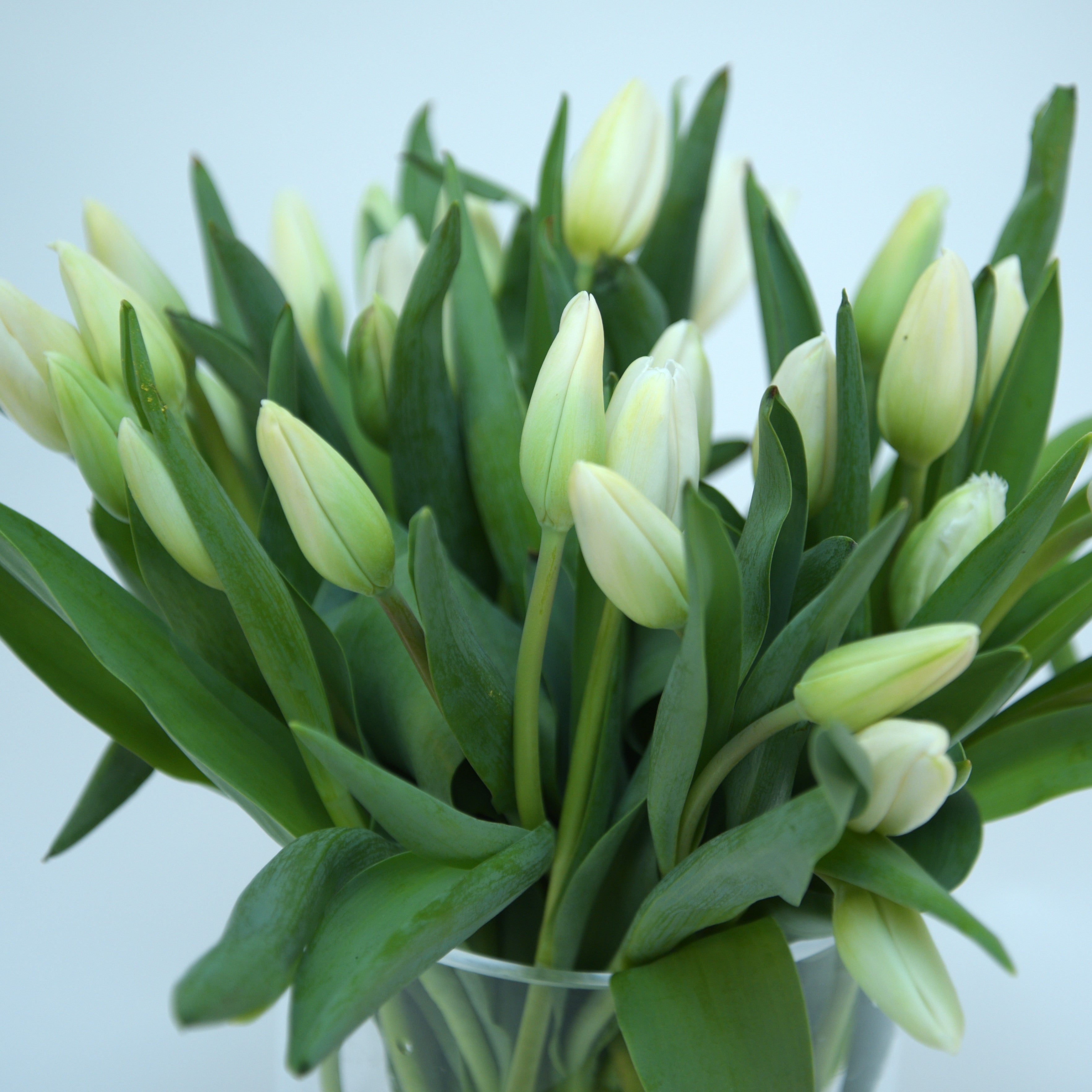 Market Special – Flowers By Tanya